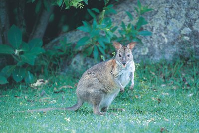 Red-necked Pademelon - The Australian Museum