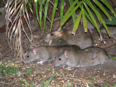 Brown Rat - The Australian Museum