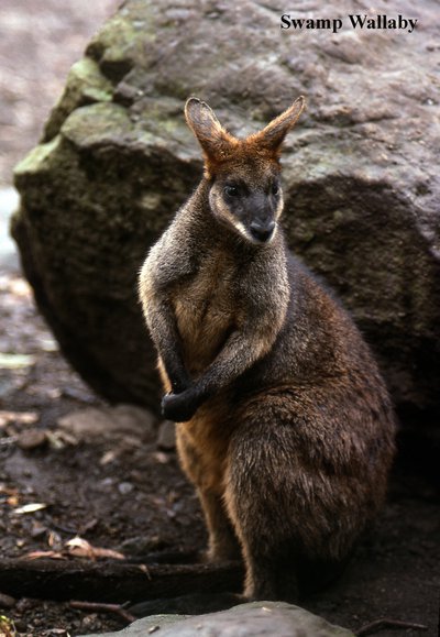 Swamp Wallaby - The Australian Museum