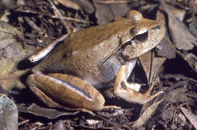 Fletcher's Frog - The Australian Museum