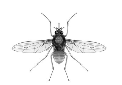 What do flies look like? - The Australian Museum