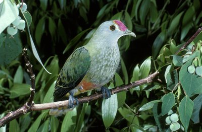 Rose-crowned Fruit-Dove - The Australian Museum