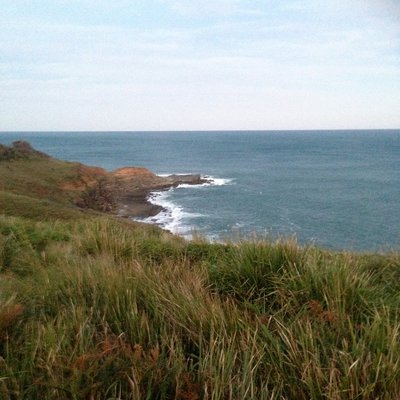 Heathland habitat - The Australian Museum