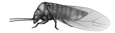 What do psyllids look like? - The Australian Museum