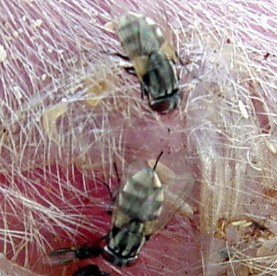 House Fly - The Australian Museum