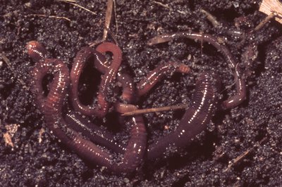 Australian Earthworms - The Australian Museum