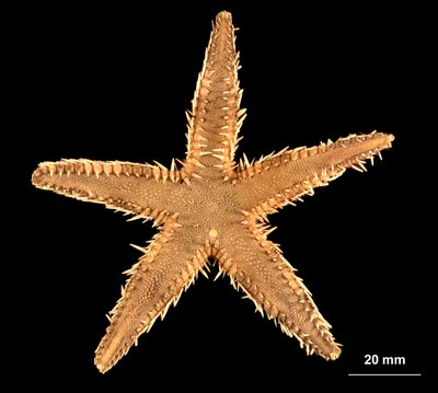 Astropecten polyacanthus (Müller & Troschel, 1842) - The Australian Museum