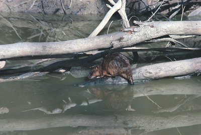 Water-rat - The Australian Museum