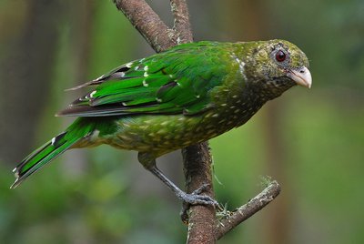 Green Catbird - The Australian Museum