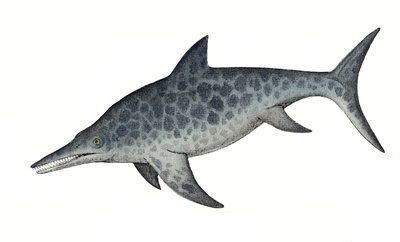 Dinosaurs - Platypterygius longmani - The Australian Museum