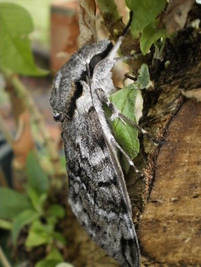 Privet Hawk Moth - The Australian Museum