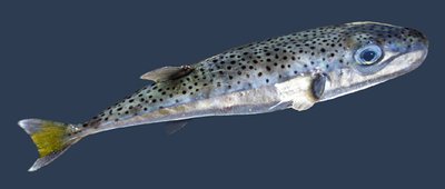 Silver Toadfish, Lagocephalus sceleratus (Gmelin, 1789) - The ...