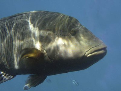 Humphead Maori Wrasse, Cheilinus undulatus Rüppell, 1835 - The ...