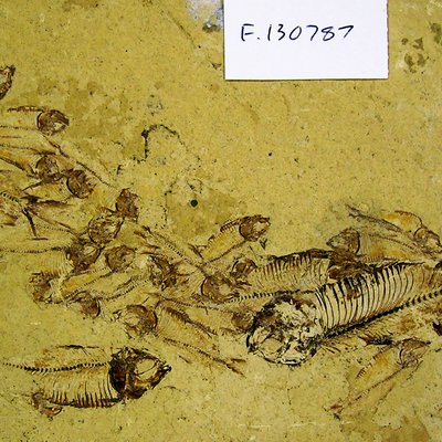 The Eocene Epoch (56-33.9 million years ago) - The Australian Museum