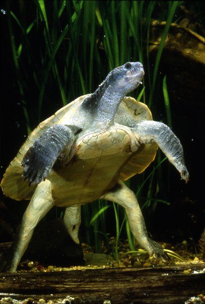 Mary River Turtle - The Australian Museum