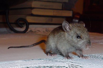 Black Rat - The Australian Museum