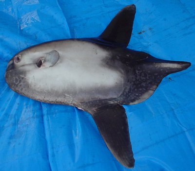 Sharptail Sunfish, Masturus lanceolatus (Lienard, 1840) - The ...