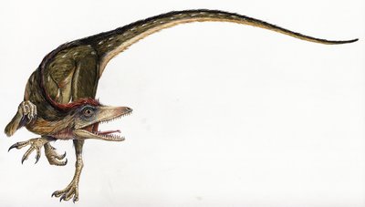 Dinosaurs - Sinosauropteryx prima - The Australian Museum