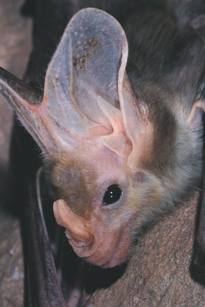 Ghost Bat - The Australian Museum