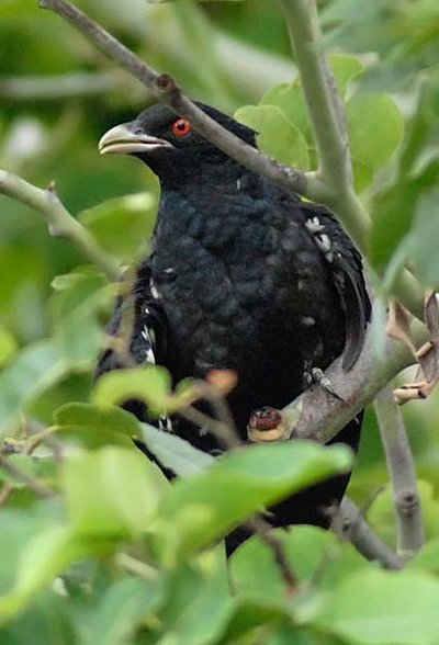 Eastern Koel (formerly Common Koel) - The Australian Museum