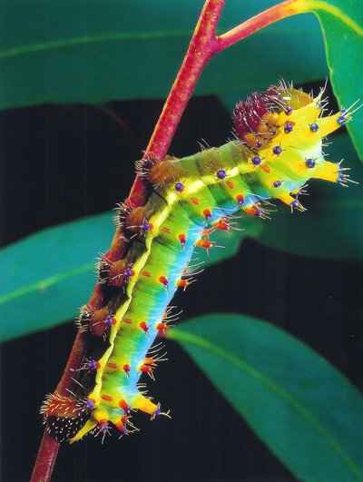 What is a herbivore? - The Australian Museum