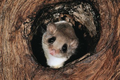 Feathertail Glider - The Australian Museum