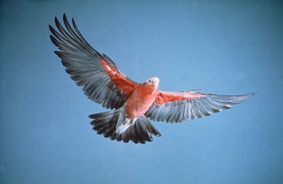 Galah - The Australian Museum