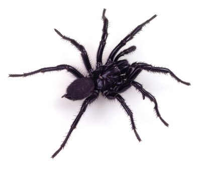 Sydney Funnel-web Spider - The Australian Museum