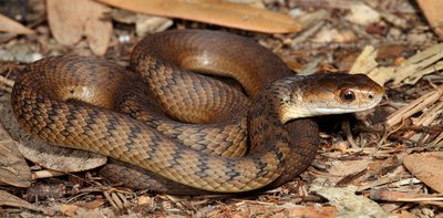 Rough-scaled Snake - The Australian Museum