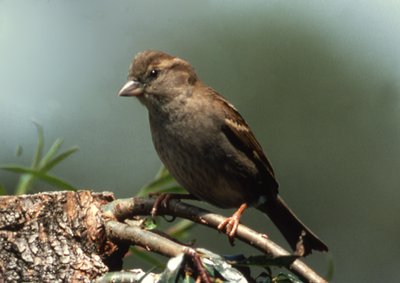 House Sparrow - The Australian Museum