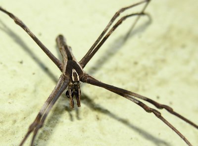 Rufous Net-casting Spider - The Australian Museum