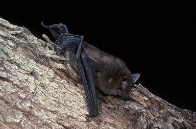 Eastern Freetail Bat - The Australian Museum