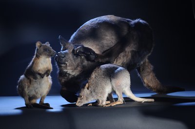 What is fauna? - The Australian Museum