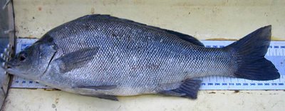 Silver Perch, Bidyanus bidyanus (Mitchell, 1838) - The Australian Museum
