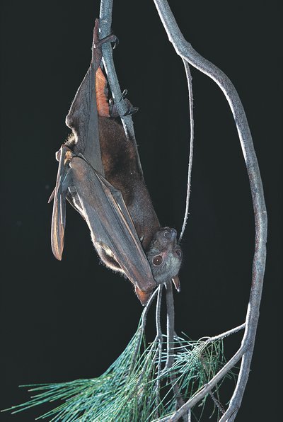 Little Red Flying-fox - The Australian Museum