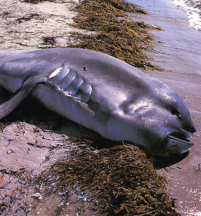 Megamouth Shark, Megachasma pelagios Taylor, Compagno & Struhsaker ...