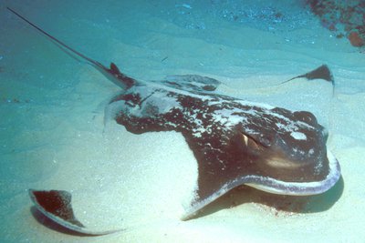 Southern Eagle Ray, Myliobatis australis Macleay, 1881 - The Australian ...