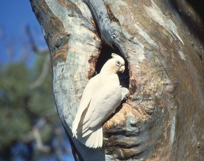 Little Corella - The Australian Museum