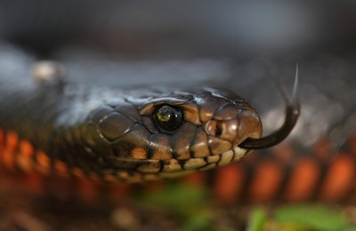 Red-bellied Black Snake - The Australian Museum