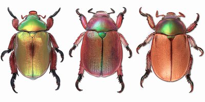 Christmas Beetle - The Australian Museum
