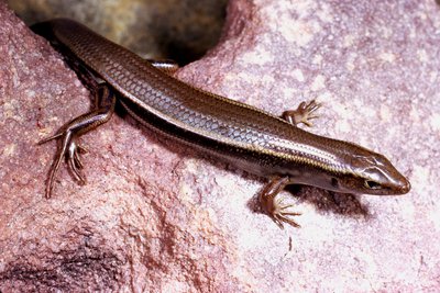 Ctenotus - Australian Lizards - The Australian Museum
