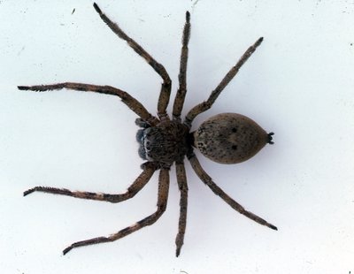 Badge Huntsman Spiders - The Australian Museum
