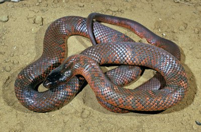 Collett’s Snake - The Australian Museum