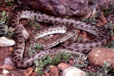 Stimson's Python - The Australian Museum