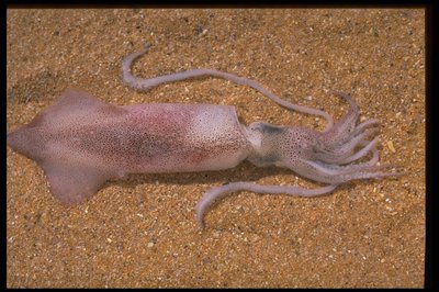 Squid - The Australian Museum