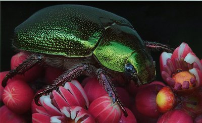 Anoplognathus aeneus - The Australian Museum
