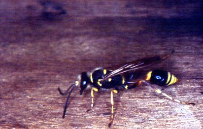 Mud-dauber Wasp - The Australian Museum