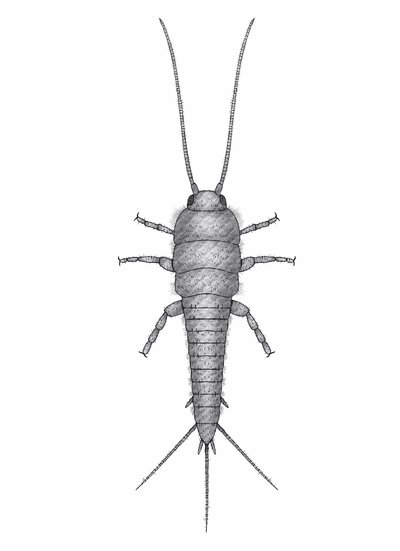 What does a Silverfish look like? - The Australian Museum