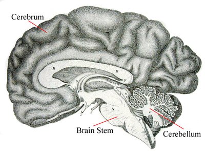 Larger brains - The Australian Museum