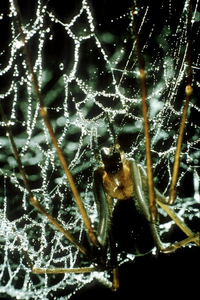 Tasmanian Cave Spider - The Australian Museum